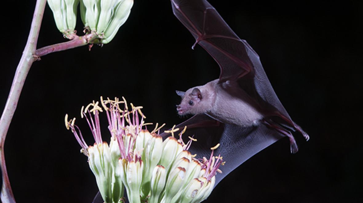 Save Our Bats! | Seattle Area Family Fun Calendar | ParentMap